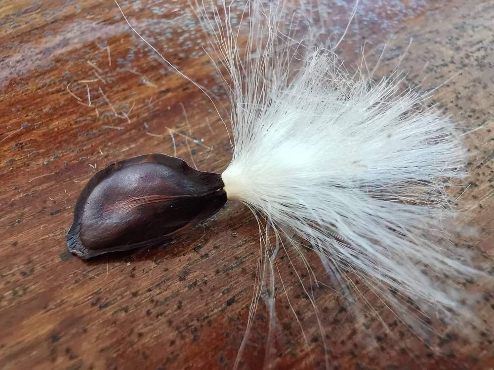 Stephanotis floribunda – Jasmin de Madagascar / Madagascar Jasmine ...